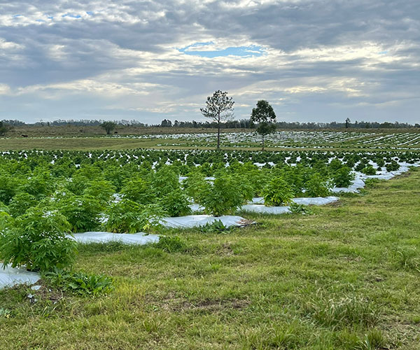Cânhamo: panorama e potencial no Brasil - Kamah